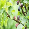 How to Protect Fig Trees in Winter