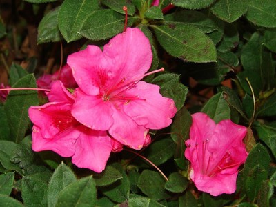 How to Care for Azaleas in Winter