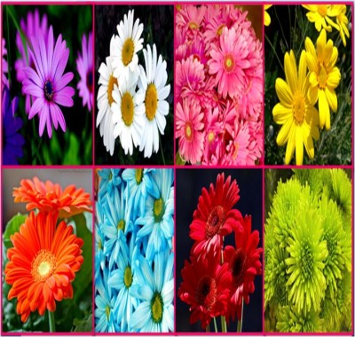 How to Care for Daisies in the Fall