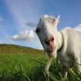 Stopping & Treating Goat Diarrhea
