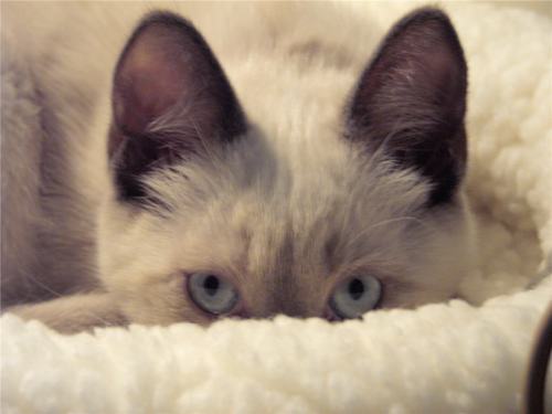 How to Boost Your Cat’s Confidence