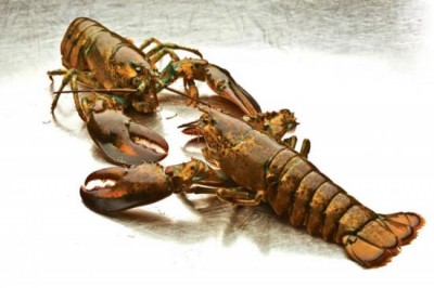 How to Breed Freshwater Lobsters