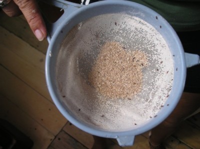 How to Get Rid of Flour Weevils