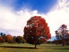How to Grow a Maple Tree from Seed