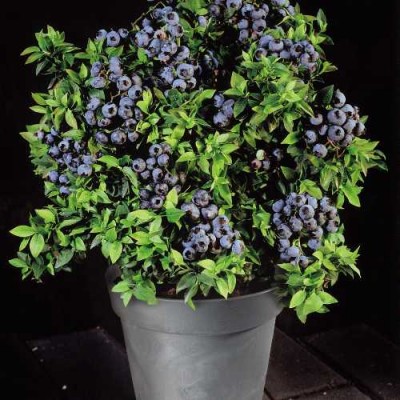 How to Plant Blueberry Bush in Container