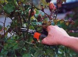 How to Prune Roses after they Bloom