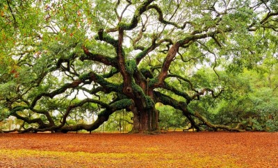 How to Prune an Oak Tree