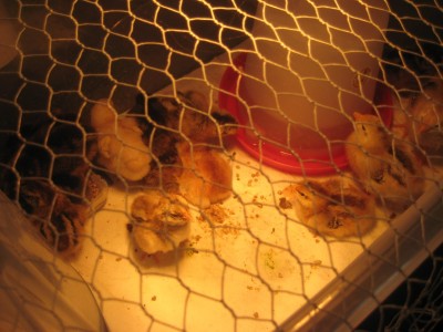 How to Take Care of Baby Chicks after They Hatch