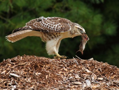 How to Catch a Hawk