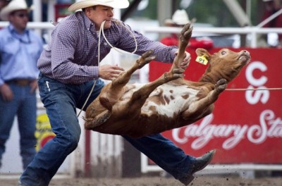 How to Enter a Calf Tying Event