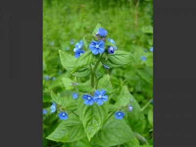 How to Grow Alkanet at Home