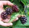How to Grow Boysenberries