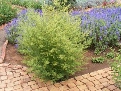 How to Grow Sweet Annie at Home