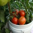 How to Grow Tomatoes in 5 Gallon Buckets