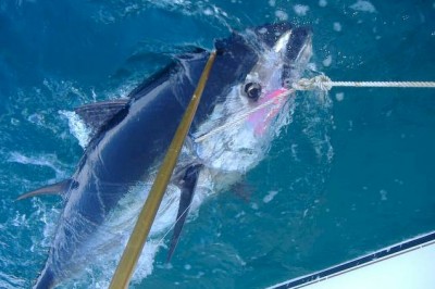 How to Identify a Saltwater Tuna