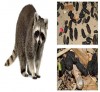 How to Identify Raccoon Poop