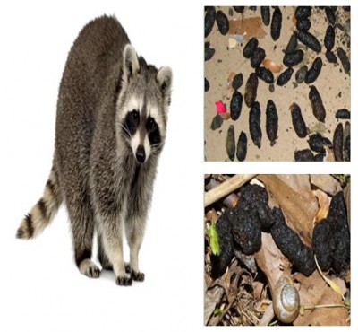 How to Identify Raccoon Poop