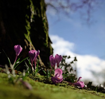 How to Take a Snail’s Eye View Photograph