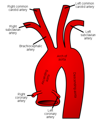 What is An Aorta and What Does It Do