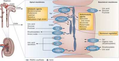 Difference Between Secretion and Excretion