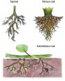 Difference Between Tap Root and Fibrous Root
