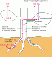 Difference Between Transportation and Translocation