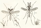 Difference between Anopheles and Aedes
