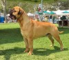 Difference between Bullmastiff and Boxer