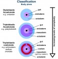 Difference between Diploblastic and Triploblastic