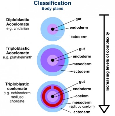 Difference between Diploblastic and Triploblastic