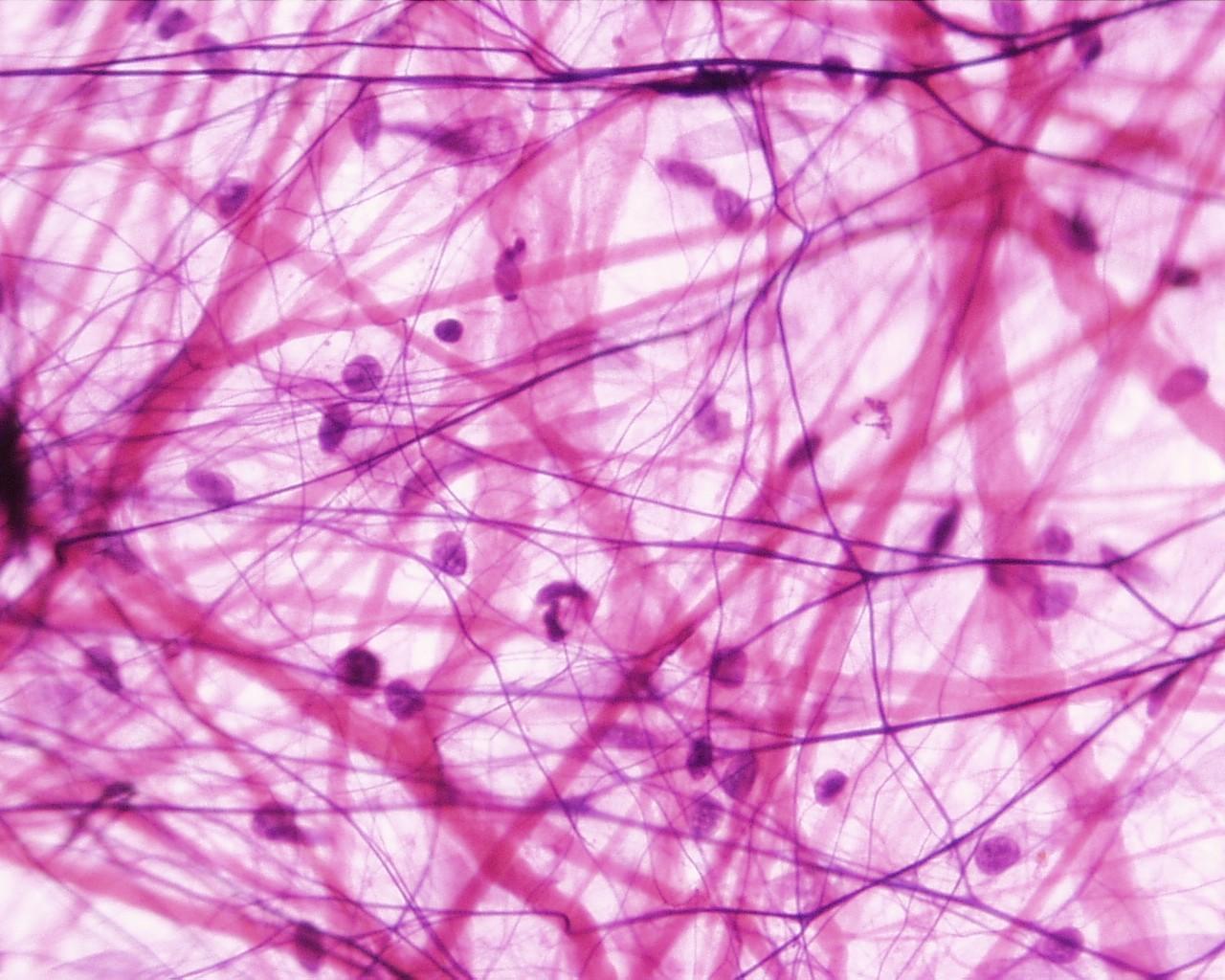 Difference Between Loose And Dense Connective Tissue