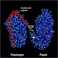 Difference between Pepsin and Pepsinogen