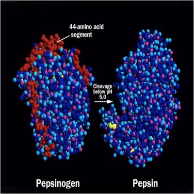 Difference between Pepsin and Pepsinogen
