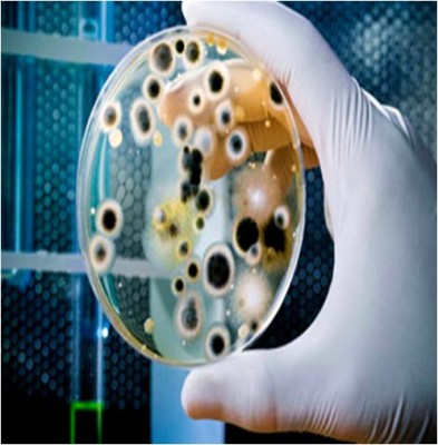 Difference between Protozoa and Bacteria