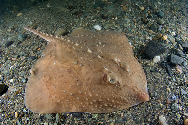 Difference between Skates and Rays