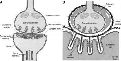 Difference between Synapse and Synaptic Cleft
