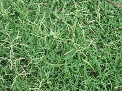 How to Grow Bermuda Grass from Seed