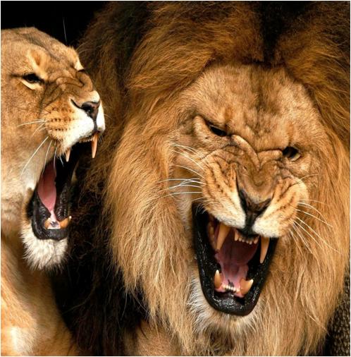 Top 10 Amazing Facts About Lions