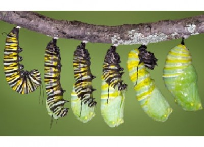 Difference between Cocoon and Pupa
