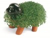 How to Grow a Chia Pet