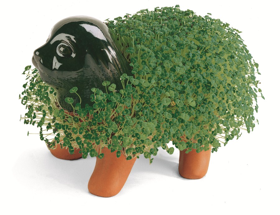 How To Grow A Chia Pet How To Grow A Chia Pet
