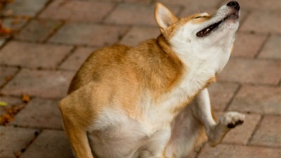 How to Treat Dog Insect Bites