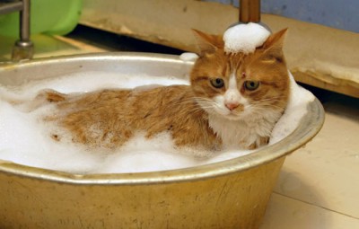 How to Wash a Cat That Is Afraid Of Water